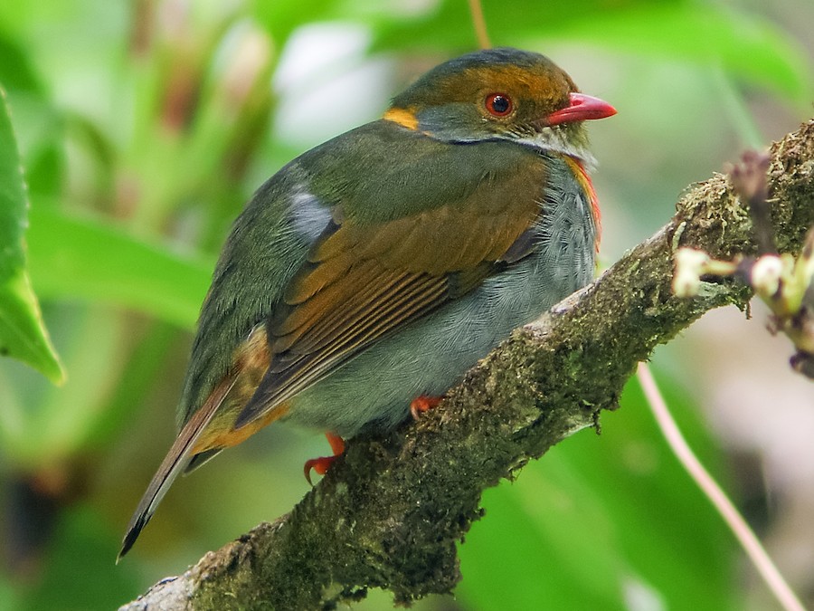 Red-banded Fruiteater - eBird