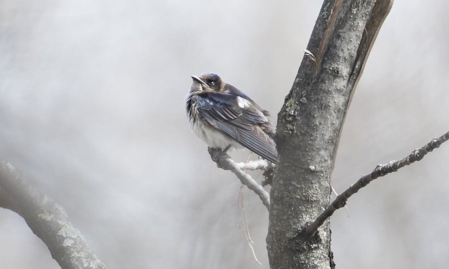 new world martin sp. (Progne sp.) - eBird