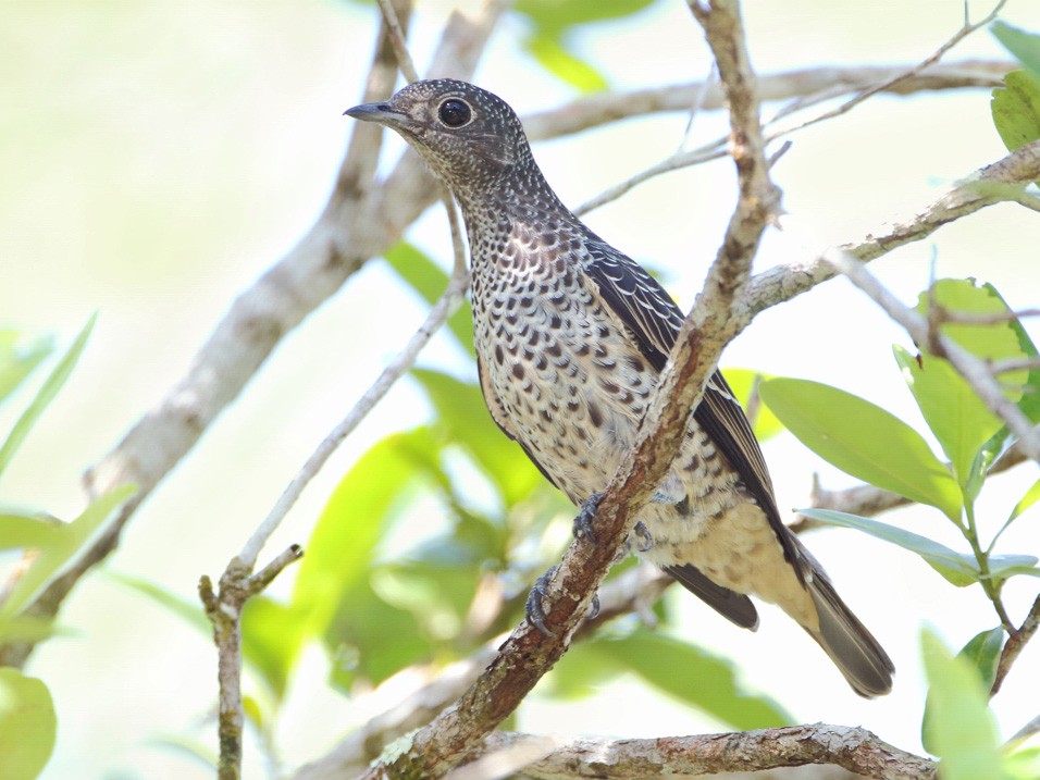Purple-breasted Cotinga - eBird