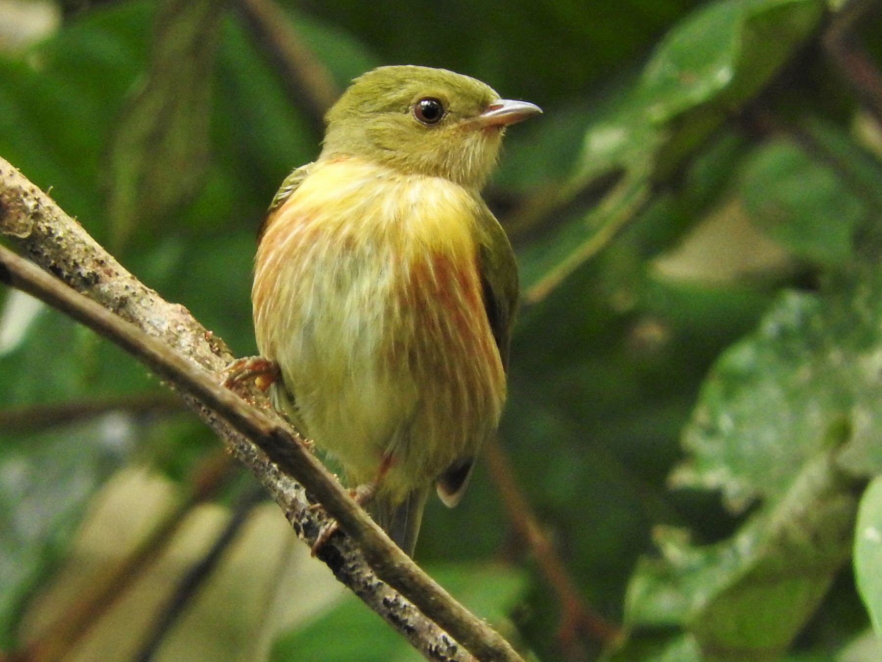 Striolated Manakin - eBird