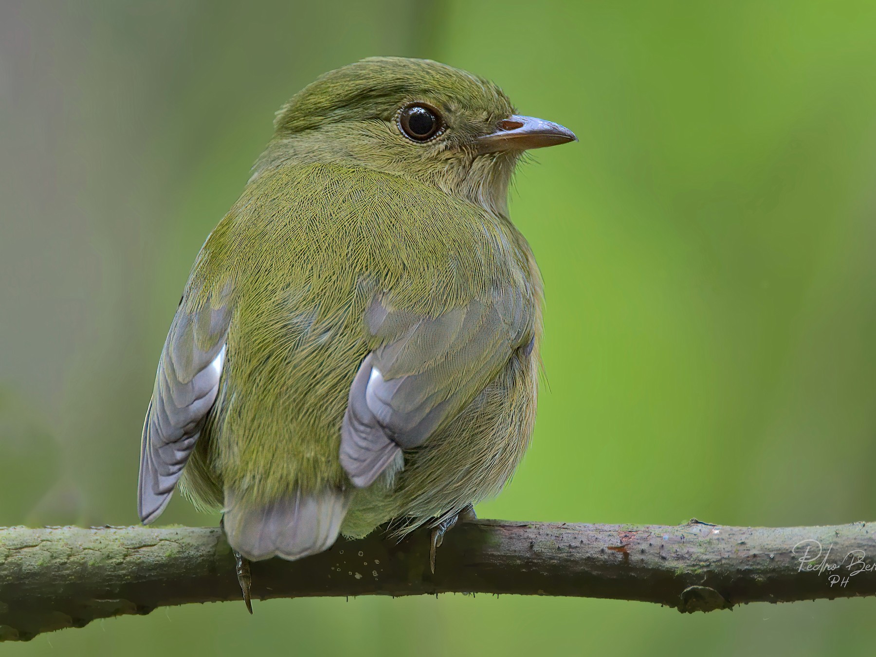 Striolated Manakin - eBird