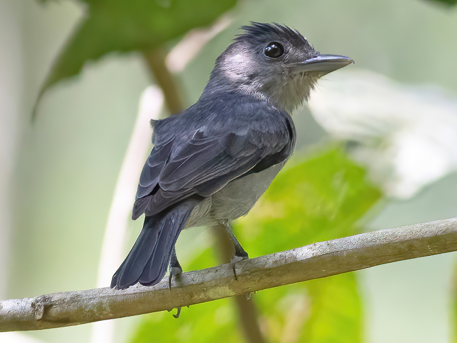 One-colored Becard - eBird