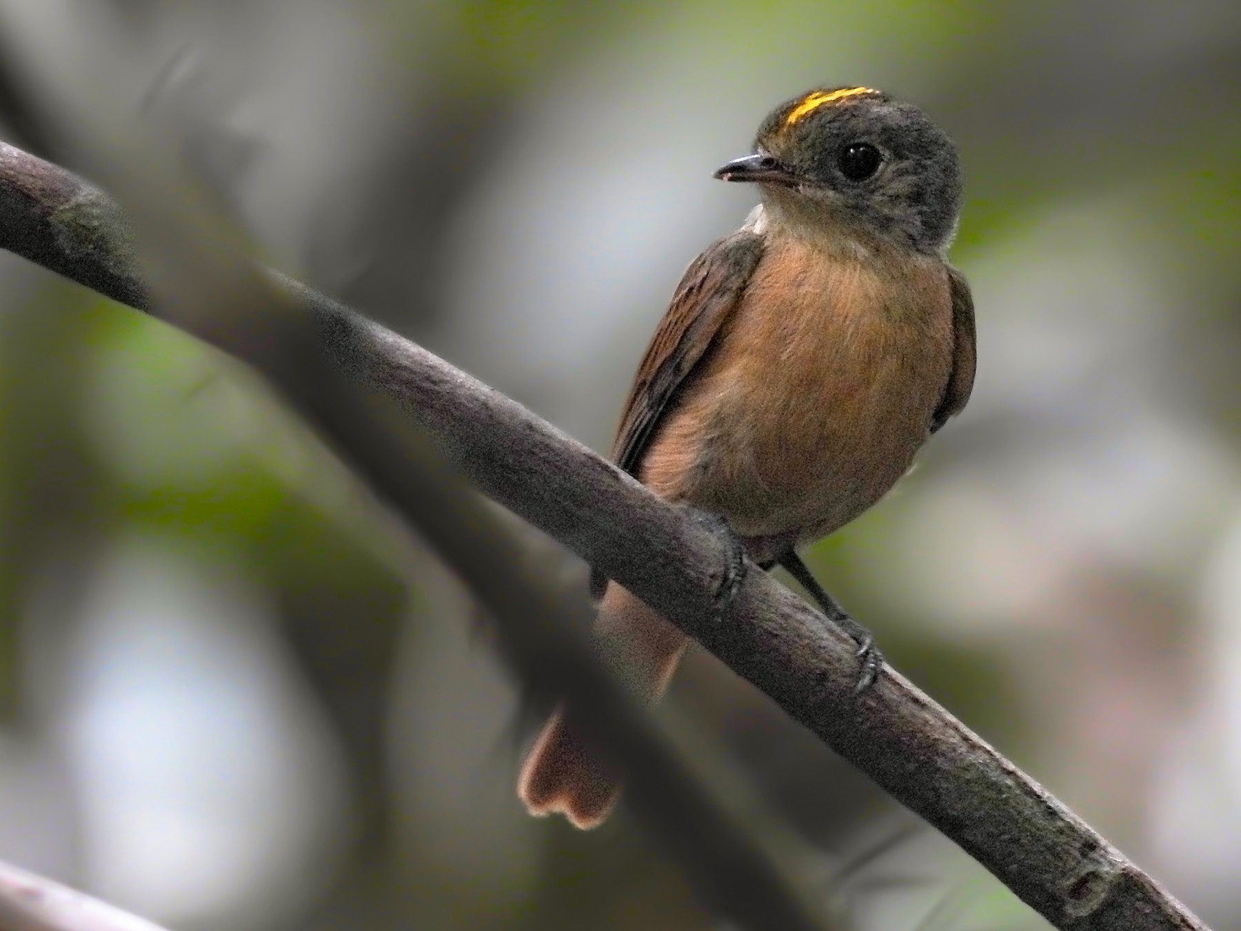 Cinnamon Manakin-Tyrant - eBird