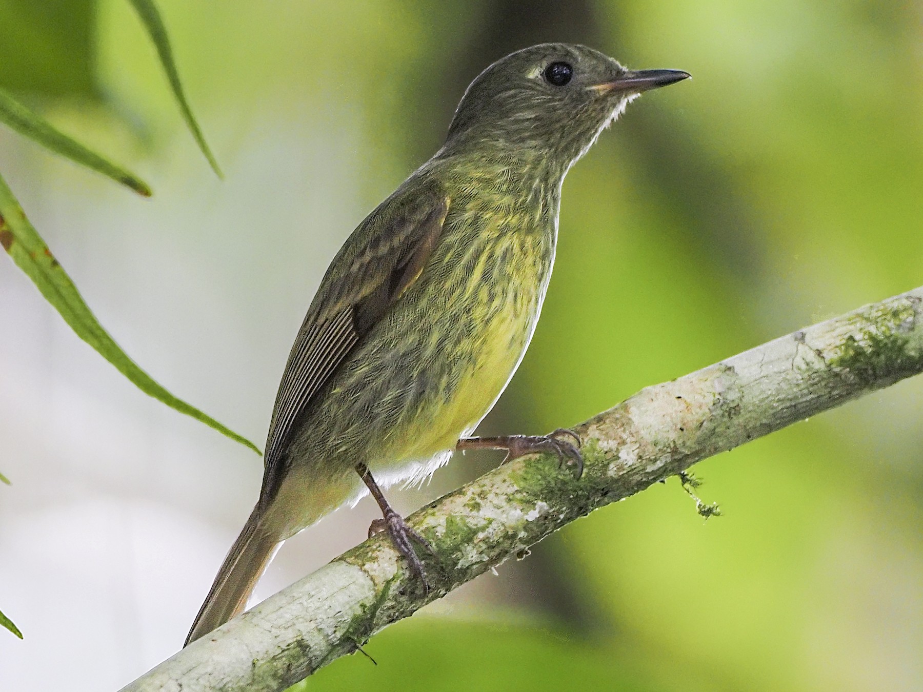 Olive-striped Flycatcher - eBird