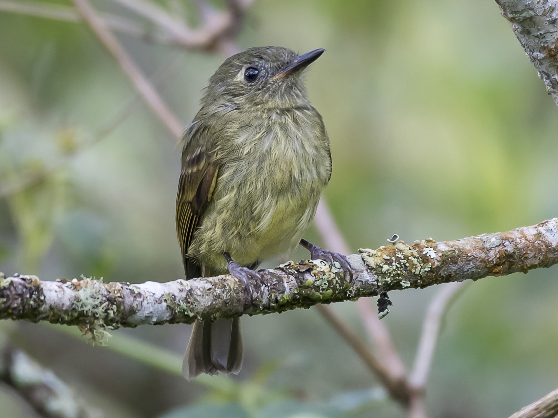 Olive-streaked Flycatcher - eBird