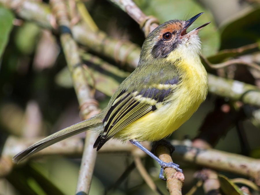 Rufous-lored Tyrannulet - eBird