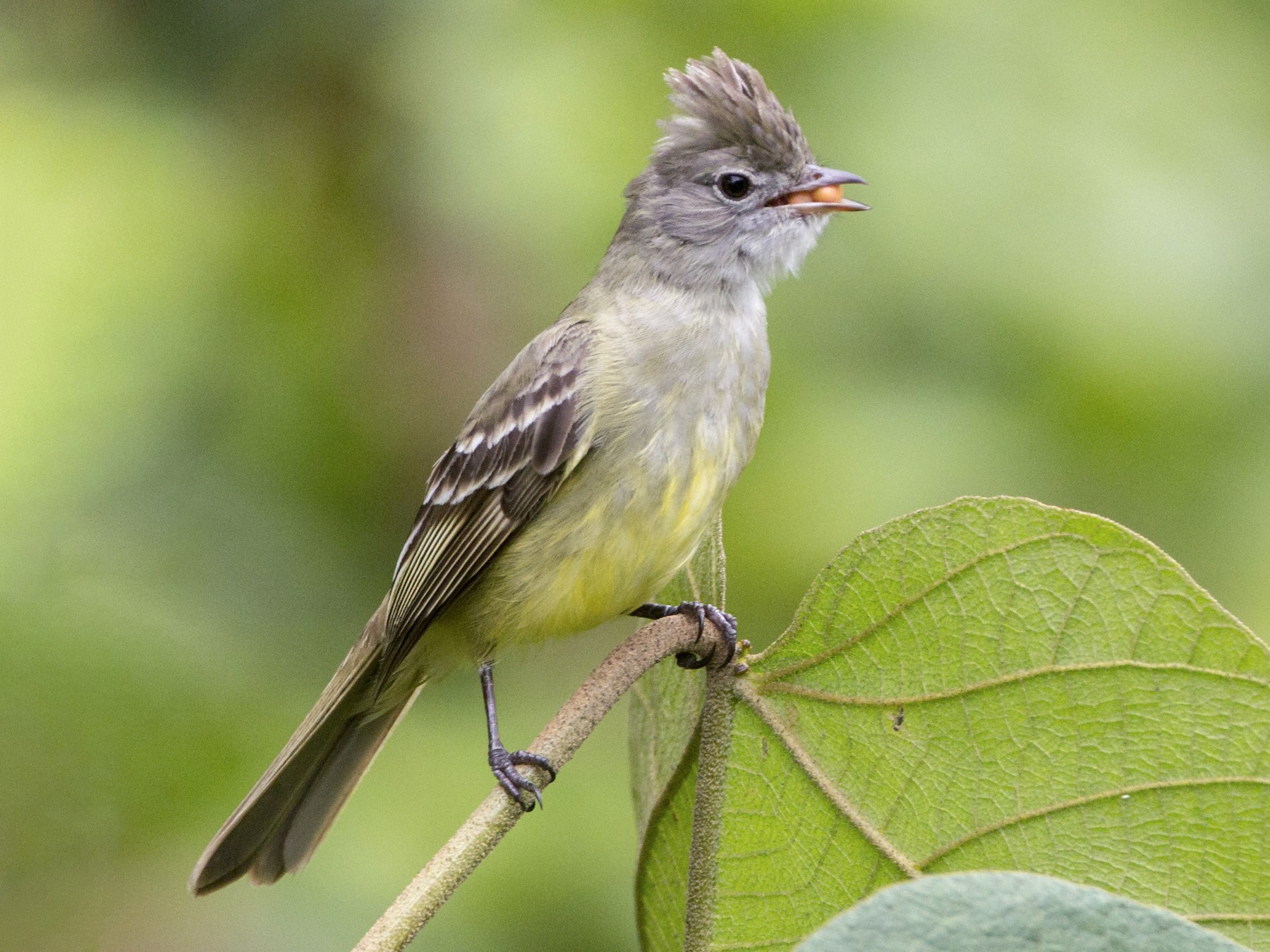 Fiofío ventriamarillo - eBird