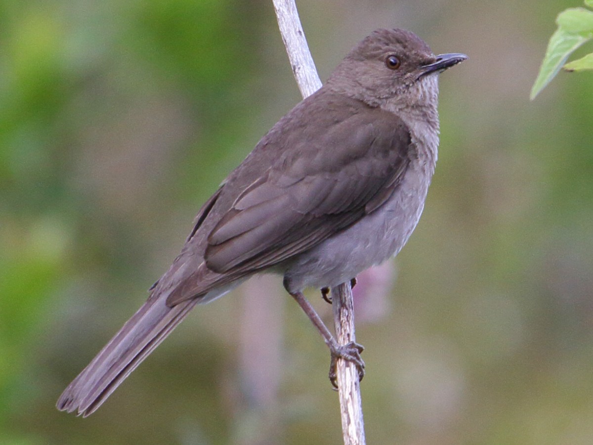 Pantepui Thrush - Turdus murinus - Birds of the World