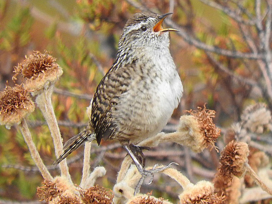 Merida Wren - eBird