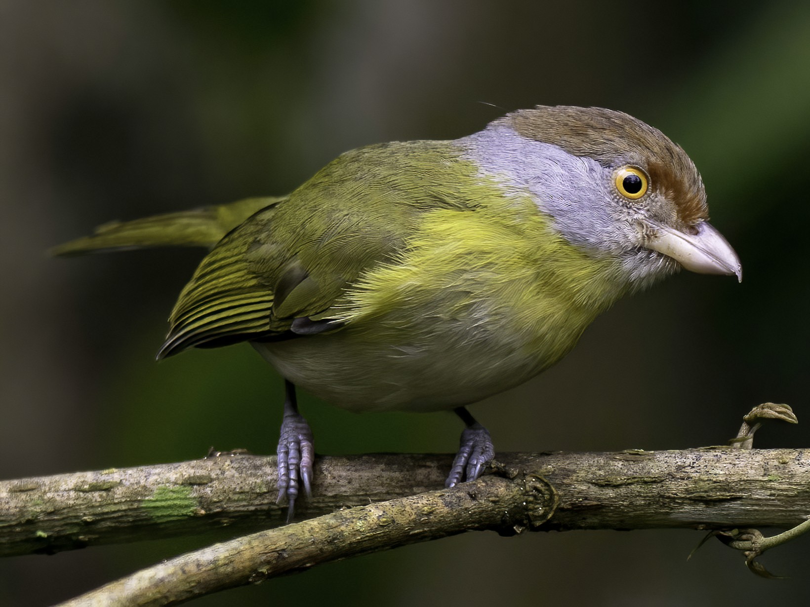 Juan Chiviro - eBird