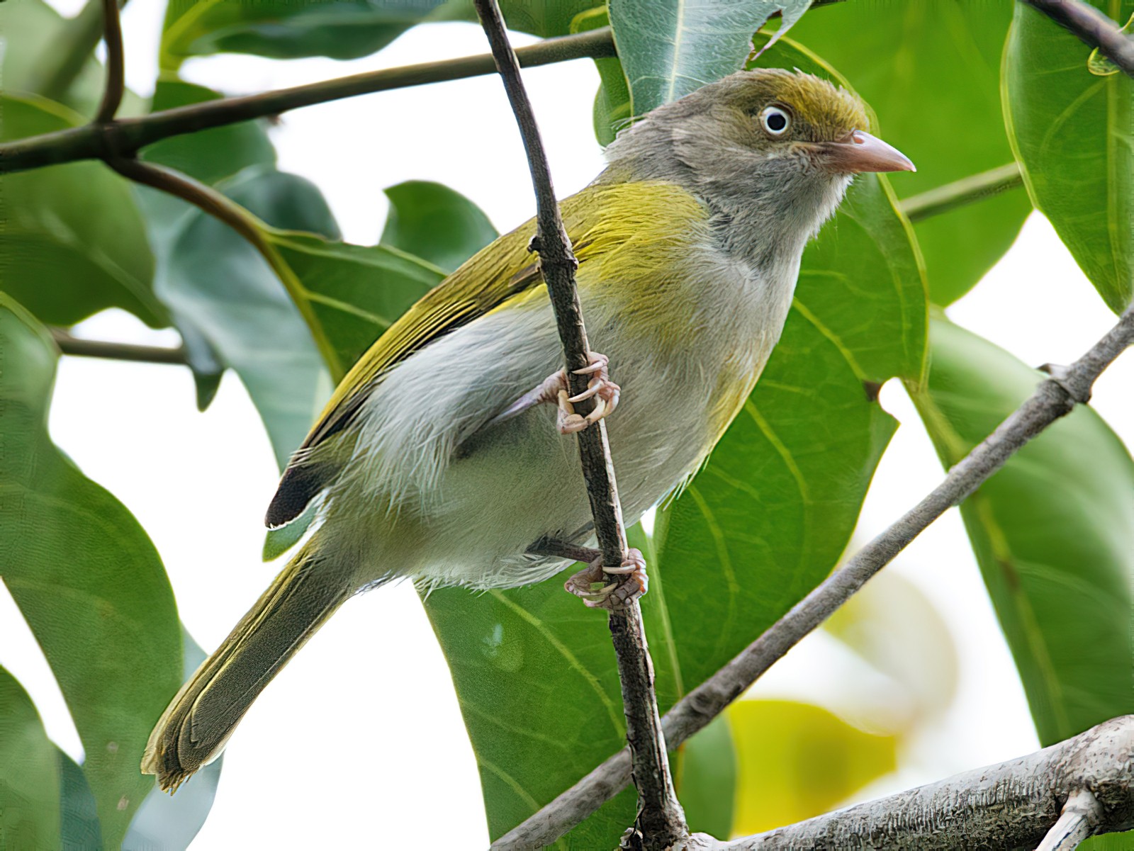 Gray-chested Greenlet - eBird