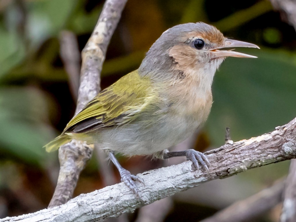 Buff-cheeked Greenlet - eBird