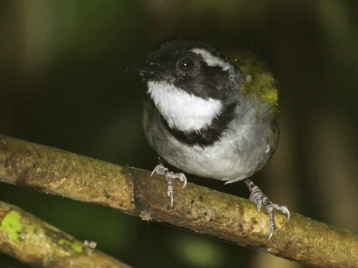 Paria Brushfinch - eBird