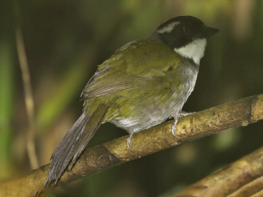 Paria Brushfinch - eBird