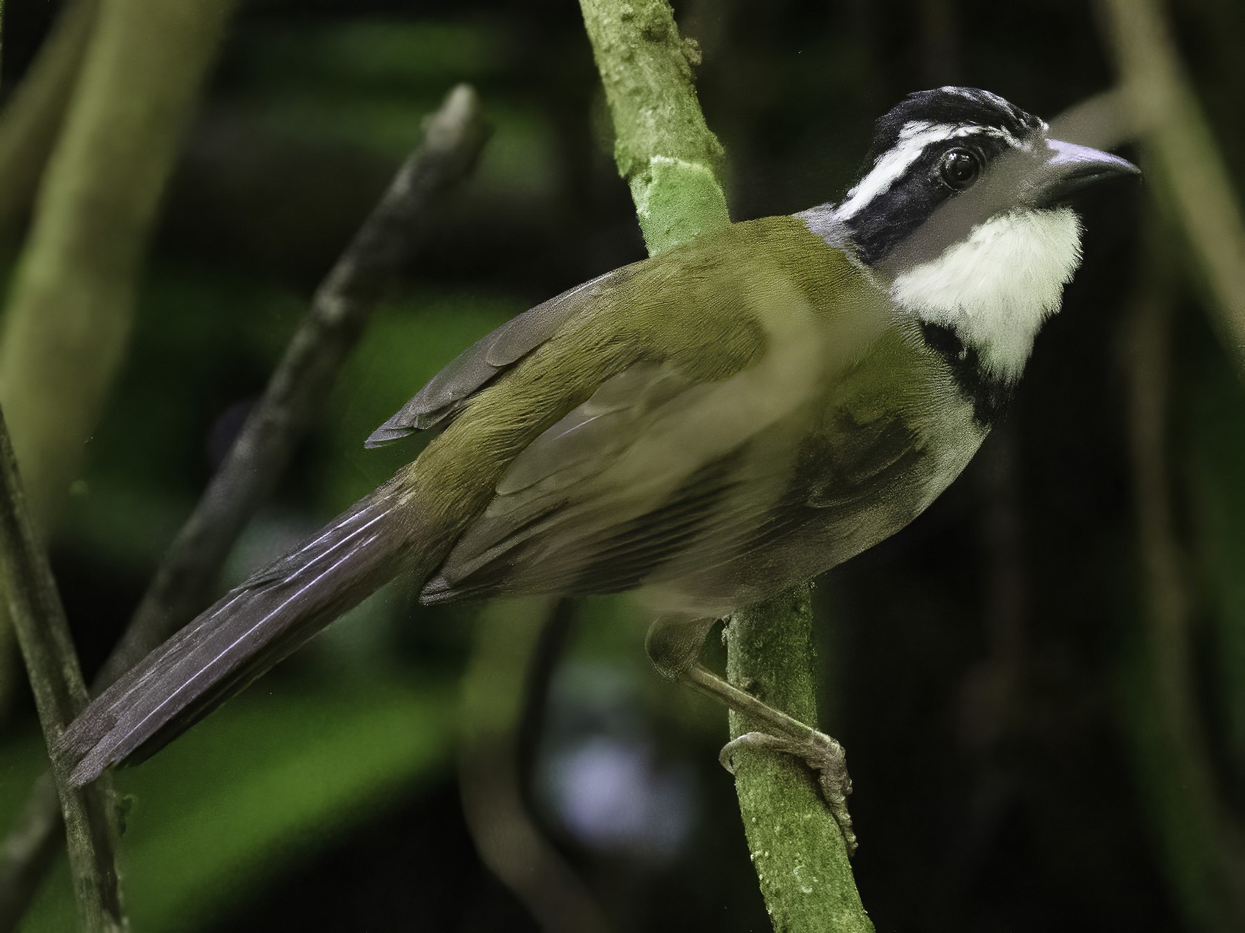Caracas Brushfinch - eBird