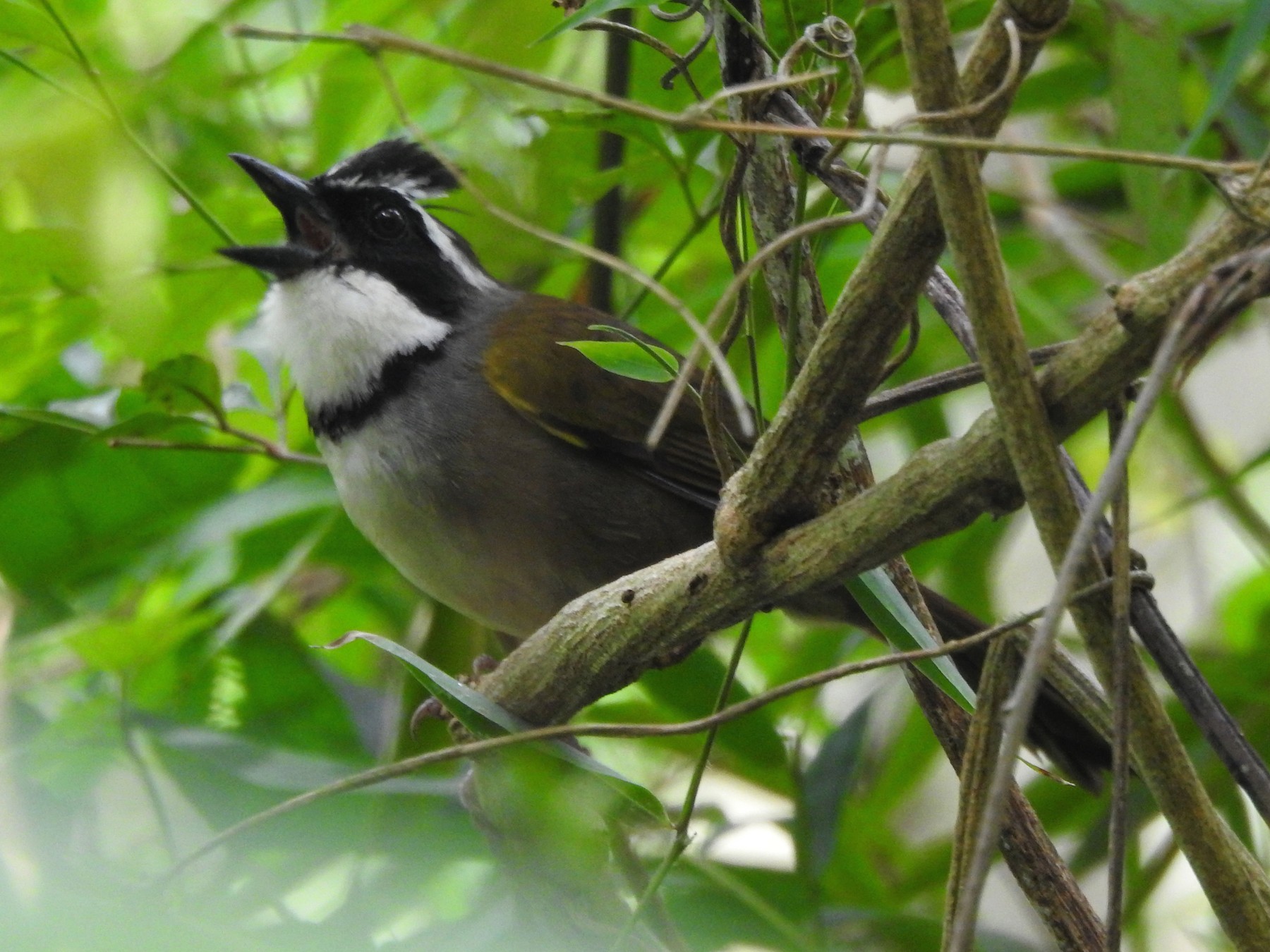 Caracas Brushfinch - eBird