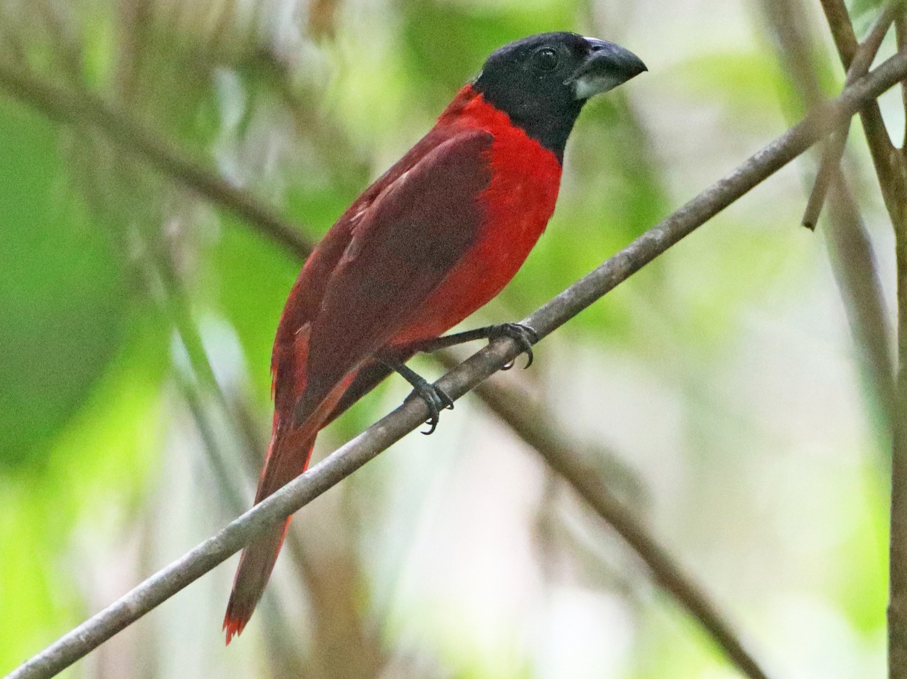 Red-and-black Grosbeak - eBird