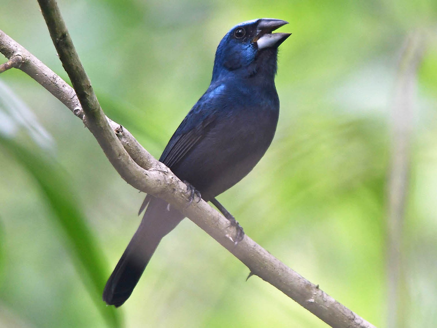 azulão-da-amazônia - eBird