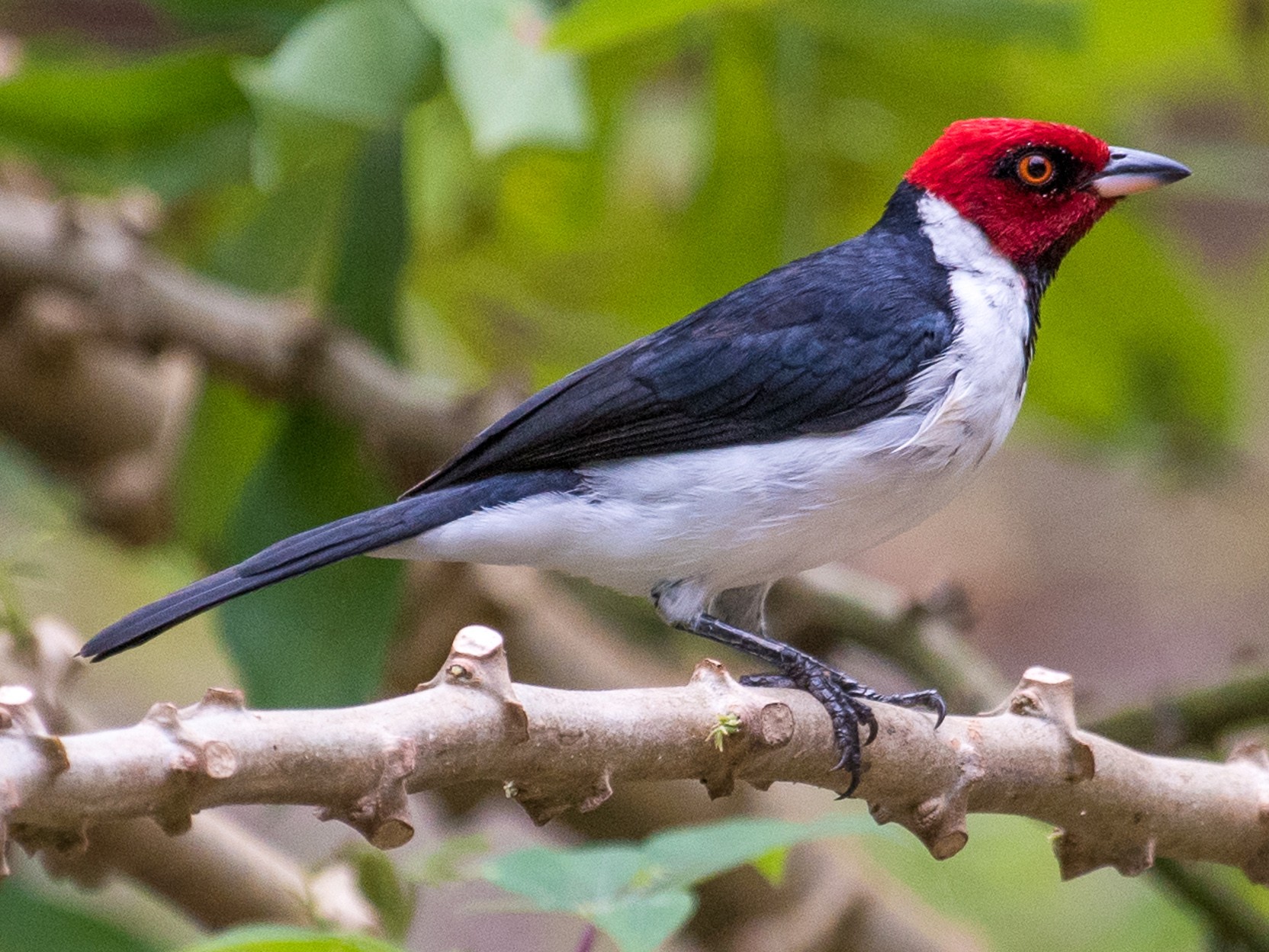Red-capped Cardinal - eBird