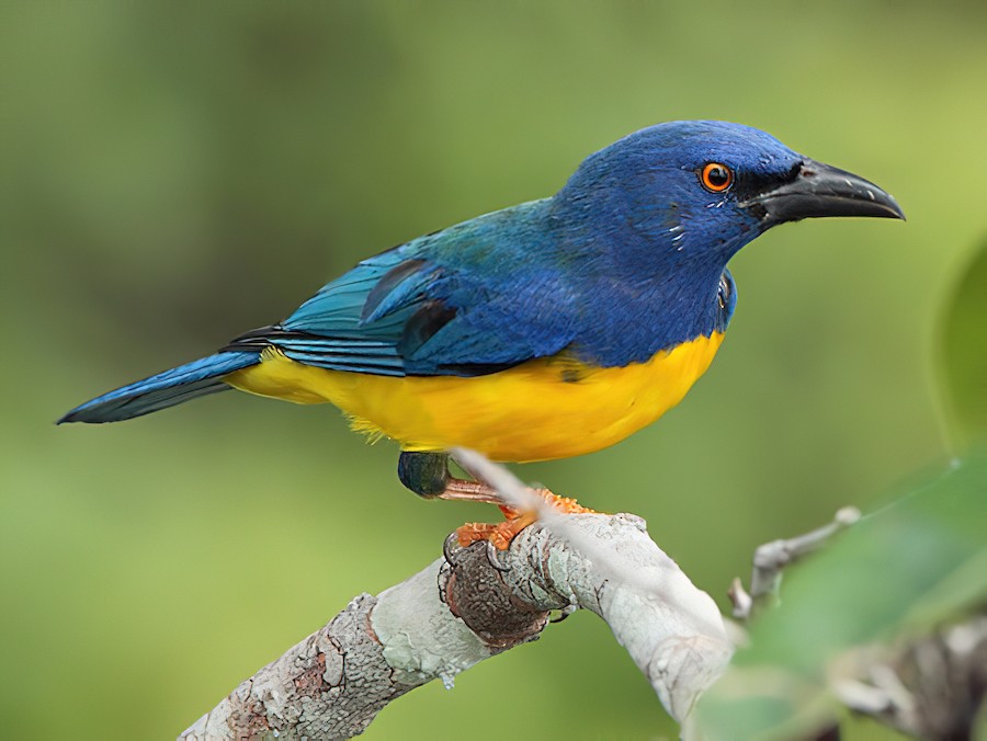 Blue-backed Tanager - eBird