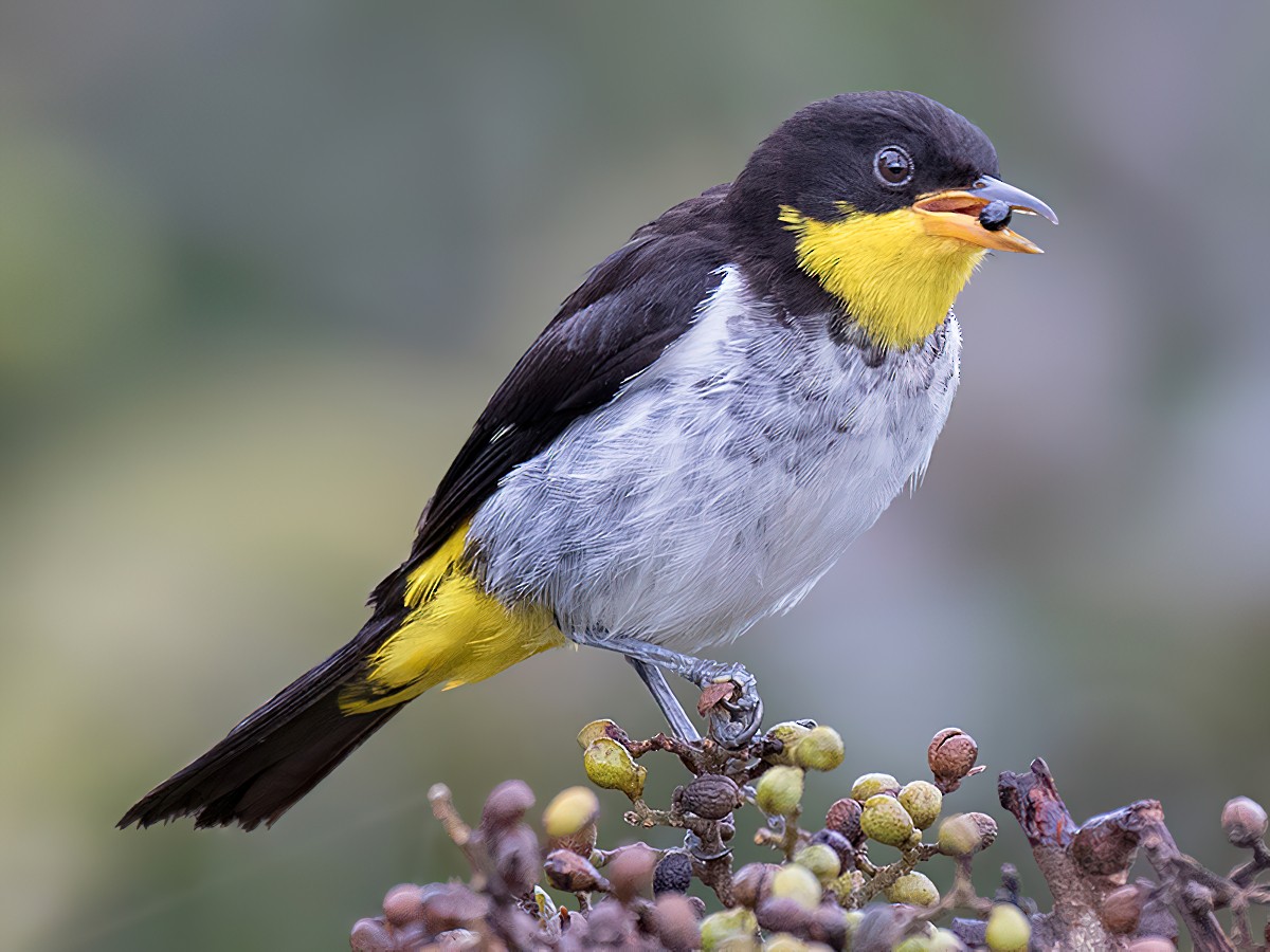 Yellow-backed Tanager - eBird