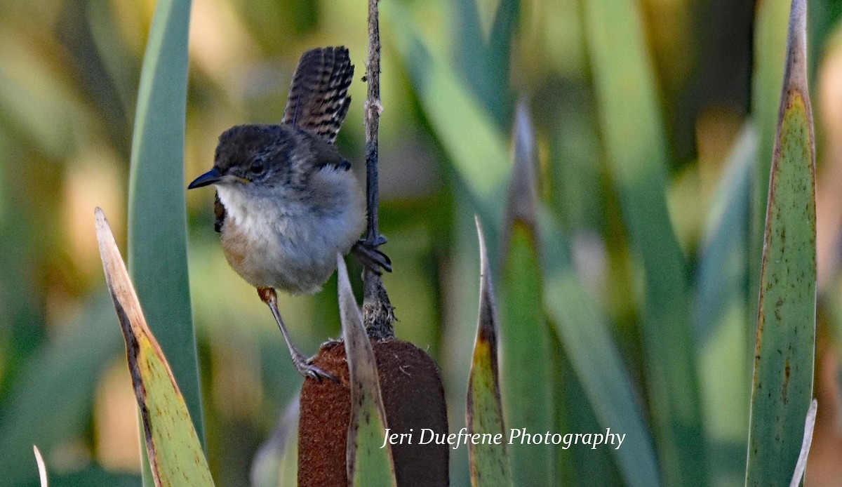 eBird Checklist - 8 Aug 2016 - DEP Marine Headquarters-Ferry Landing ...