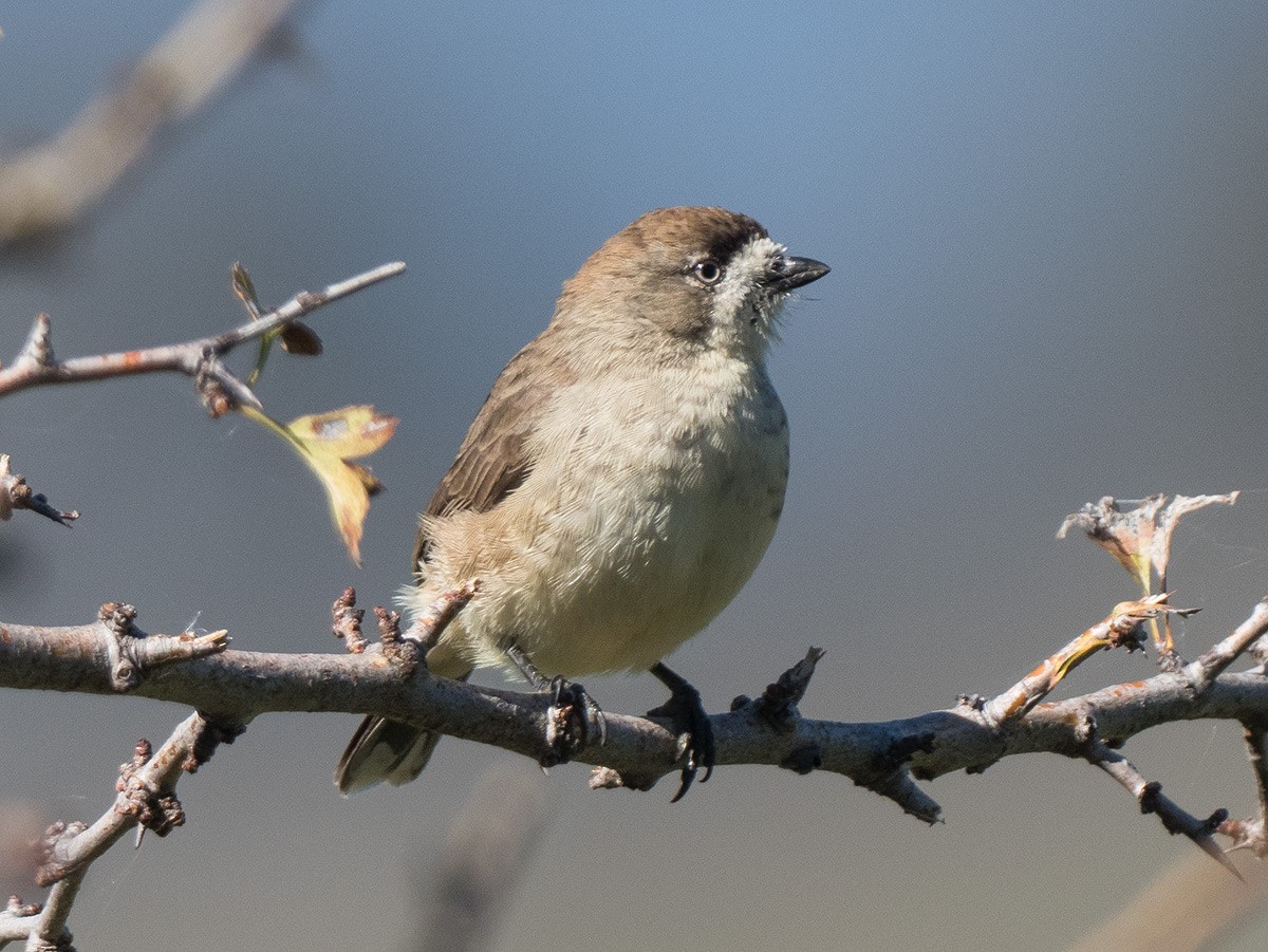 eBird Australia Checklist - 3 Apr 2021 - Naas Road at Apollo Road - 2 ...