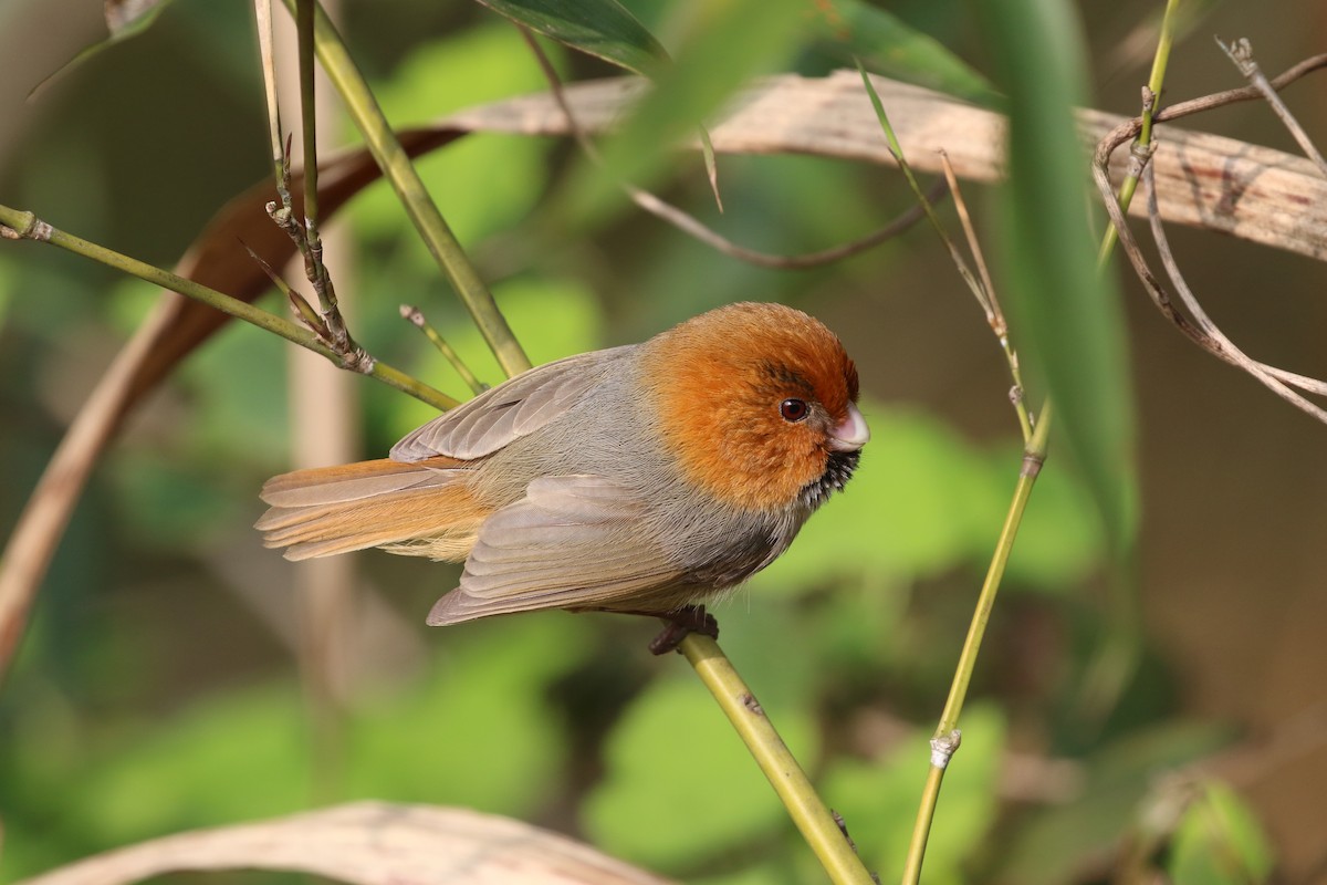 ML322341511 - Short-tailed Parrotbill - Macaulay Library