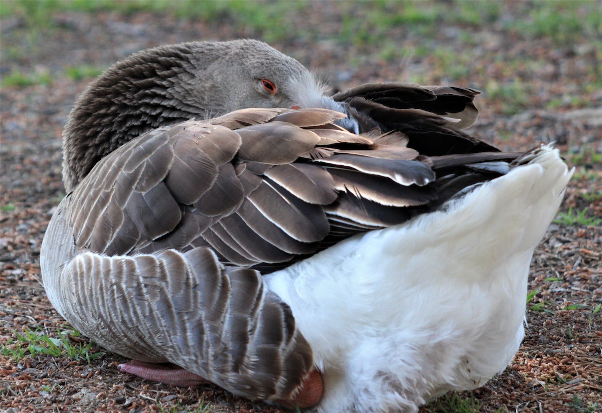 eBird Checklist - 2 Apr 2021 - Frank G. Bonelli RP/Puddingstone ...