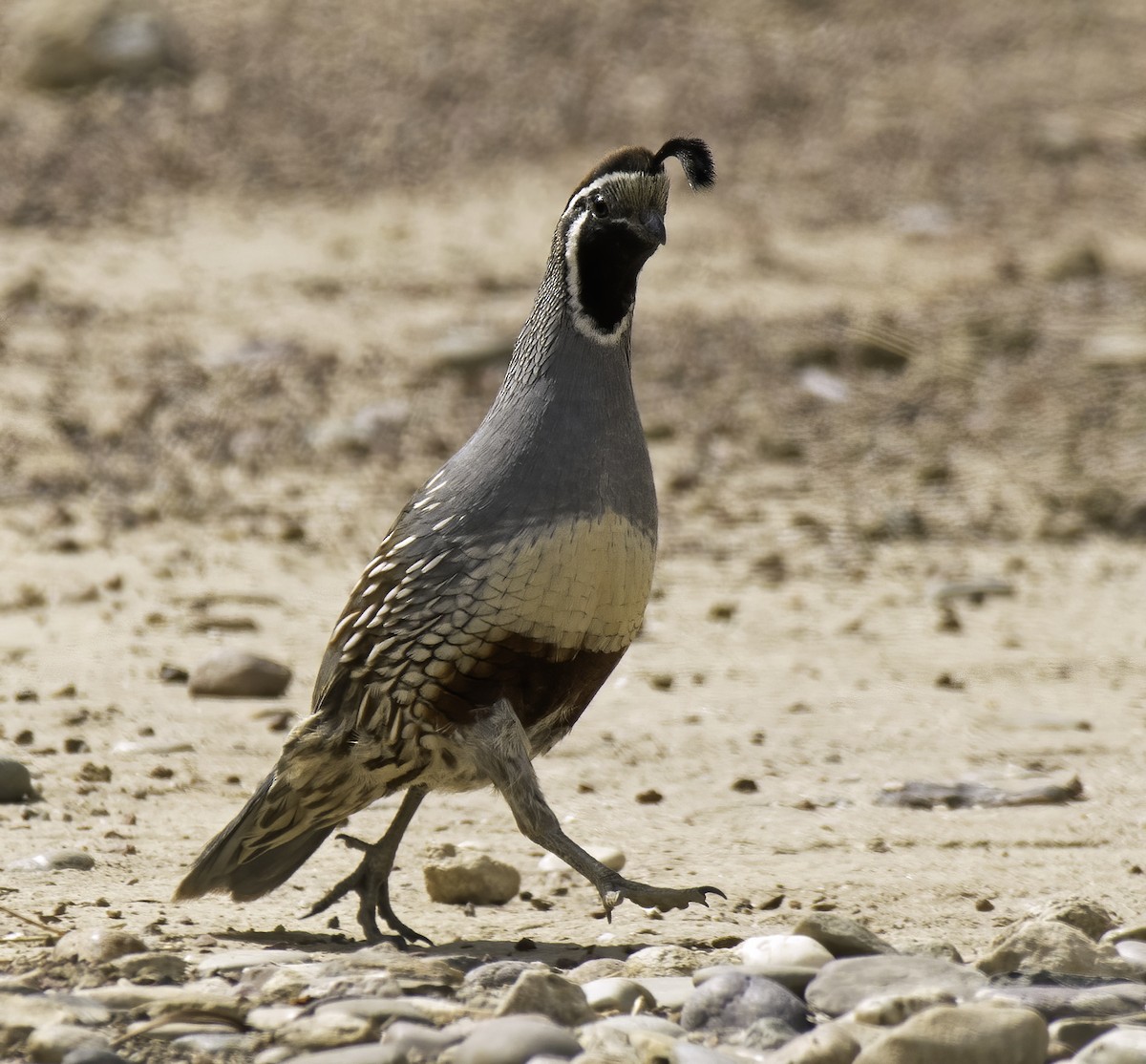 California x Gambel's Quail (hybrid) - eBird