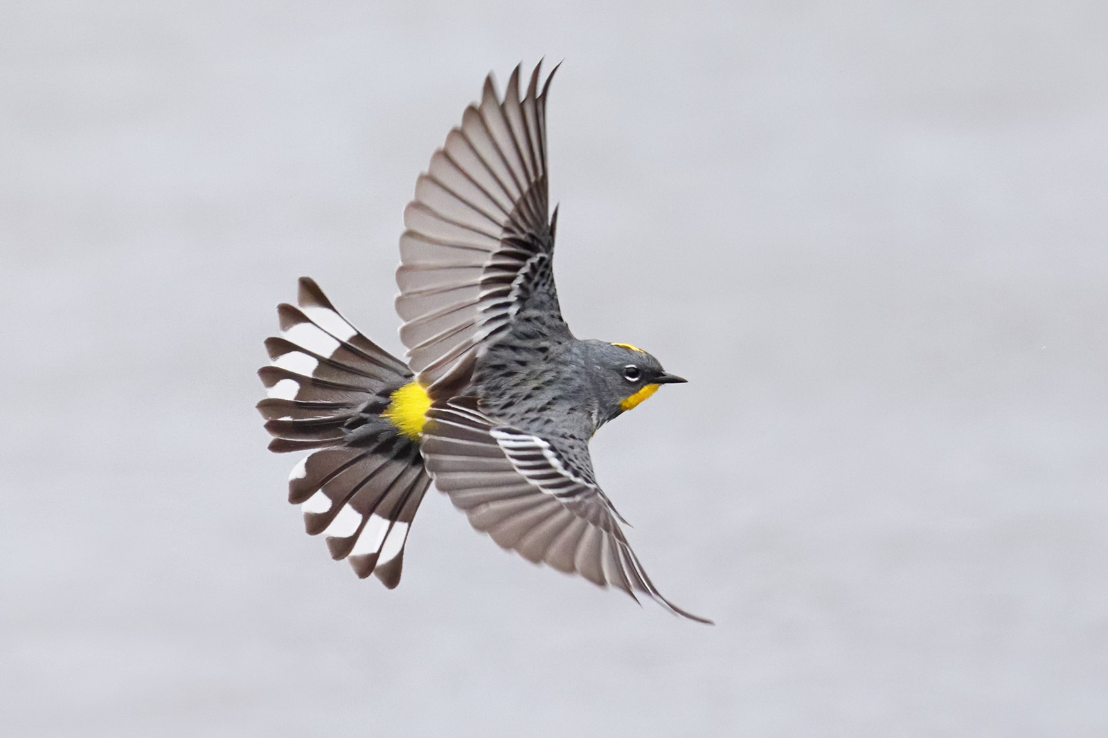 Yellow-rumped Warbler (Audubon's) - eBird