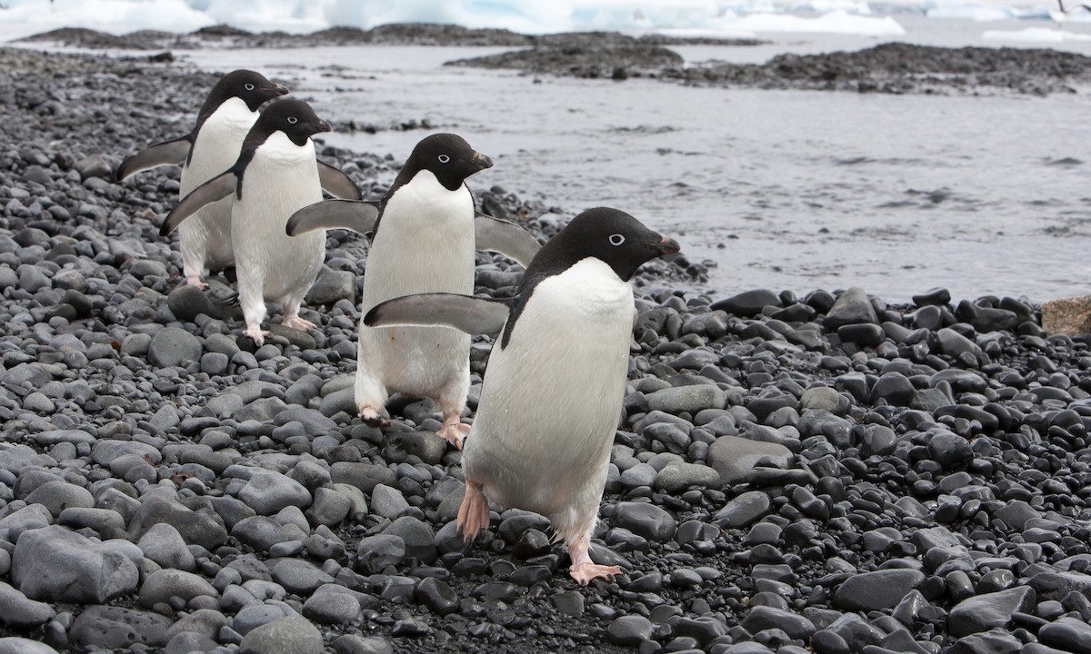 Adelie Penguin - Pygoscelis adeliae - Birds of the World