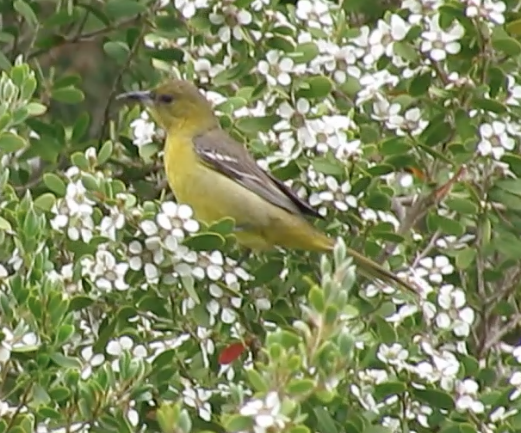 eBird Checklist - 3 Apr 2021 - Pt. Reyes--Fish Docks - 31 species