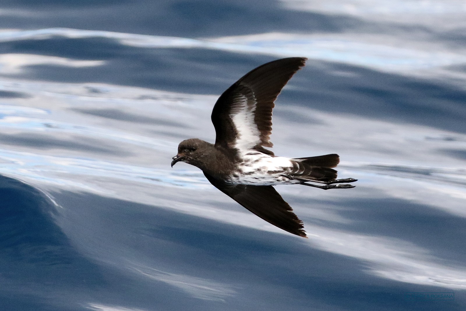 New Caledonian Storm-Petrel (undescribed form) - eBird