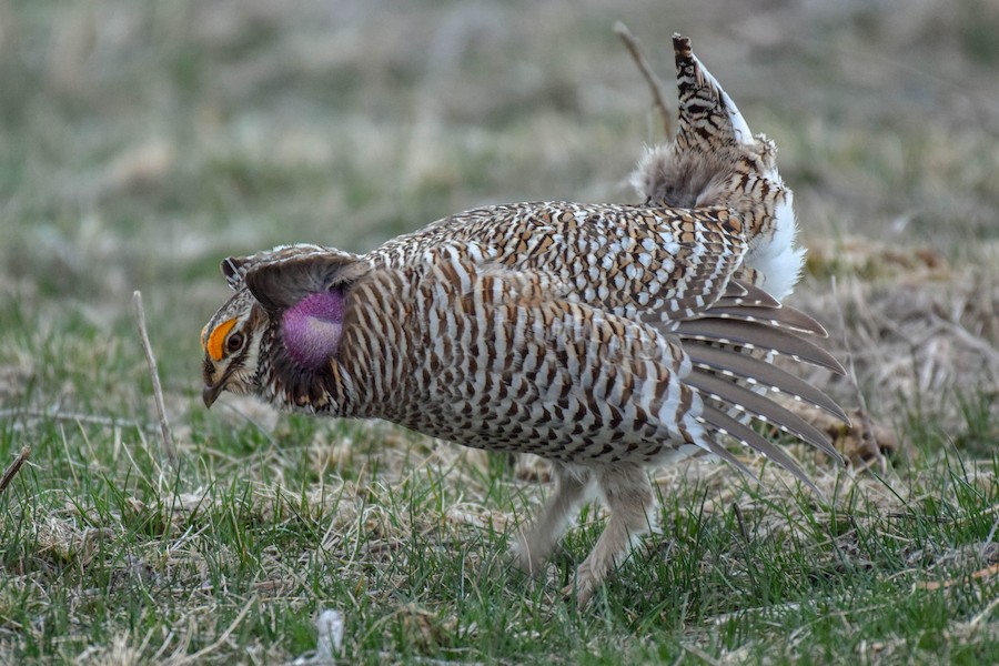 Sharp-tailed Grouse x Greater Prairie-Chicken (hybrid) - eBird