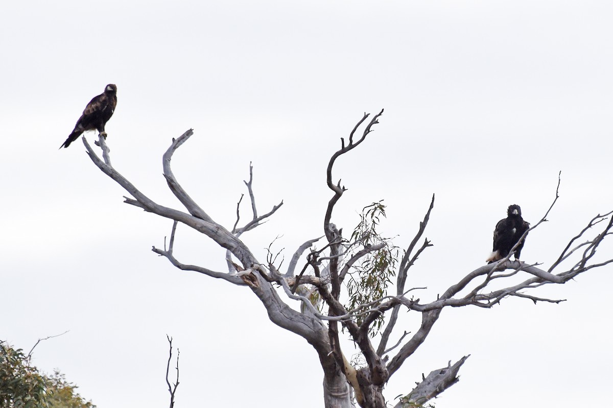 eBird Australia Checklist - 6 Mar 2021 - Callum Brae Nature Reserve ...