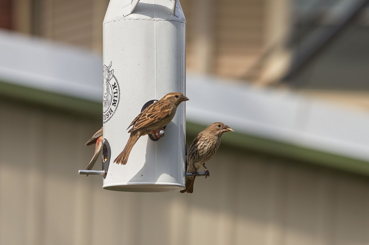 eBird Checklist - 4 Apr 2021 - Glenwood City, St. Croix County ...