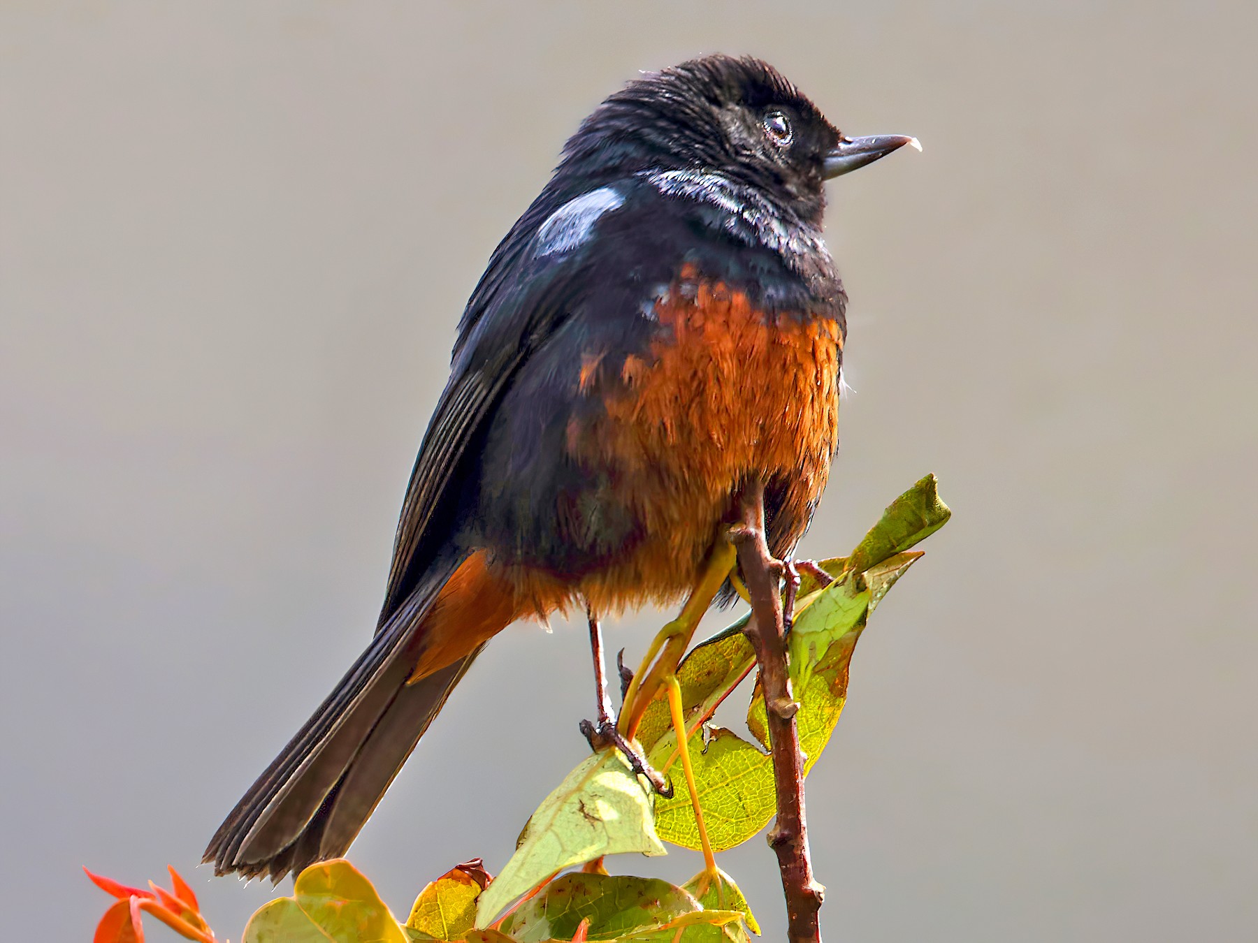 Merida Flowerpiercer - eBird