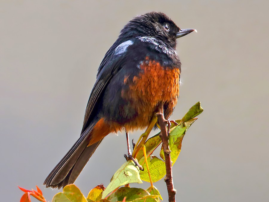 Merida Flowerpiercer - eBird