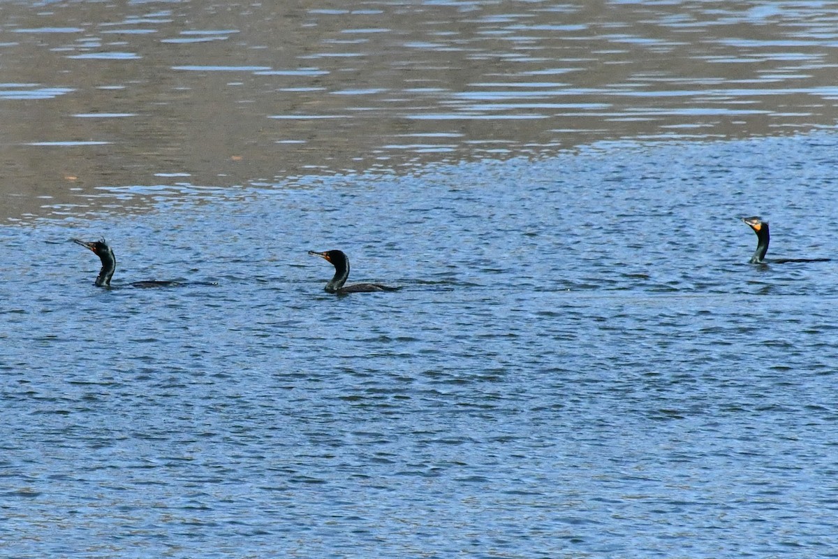 eBird Checklist - 5 Apr 2021 - Garret Mountain Reservation (Park) - 28 ...