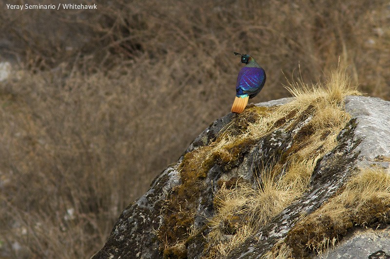 eBird Checklist - 2 Apr 2011 - Langtang National Park - Lama Hotel to ...