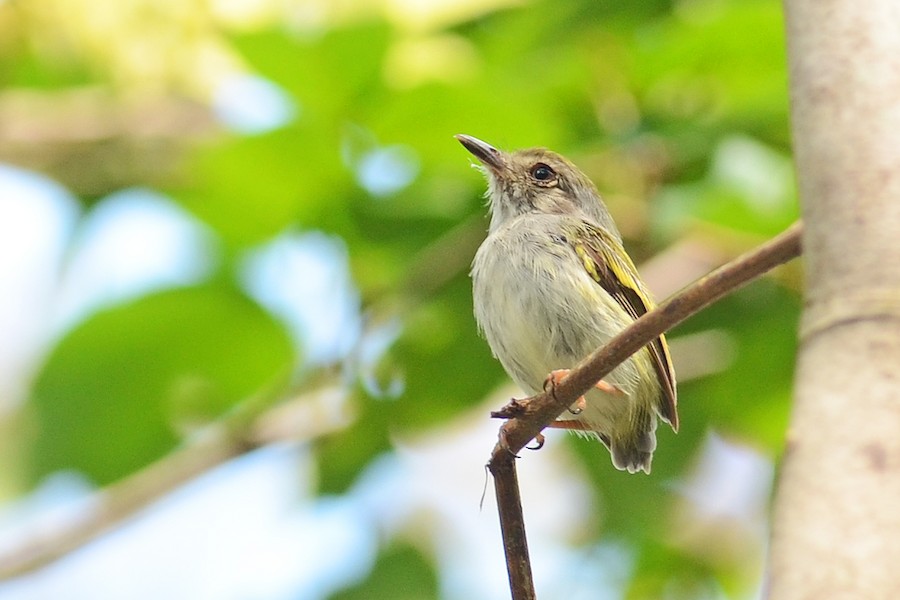 Maranhao-Piaui Pygmy-Tyrant (undescribed form) - eBird
