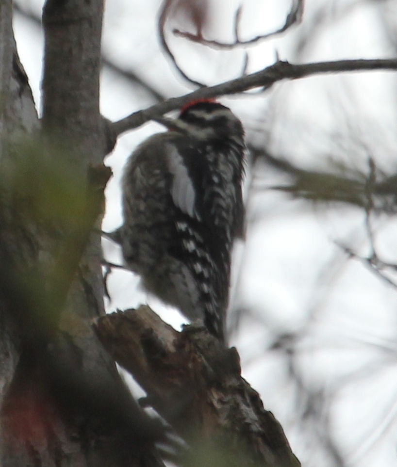 eBird Checklist - 6 Apr 2021 - Redden State Forest--Jester Tract - 8 ...