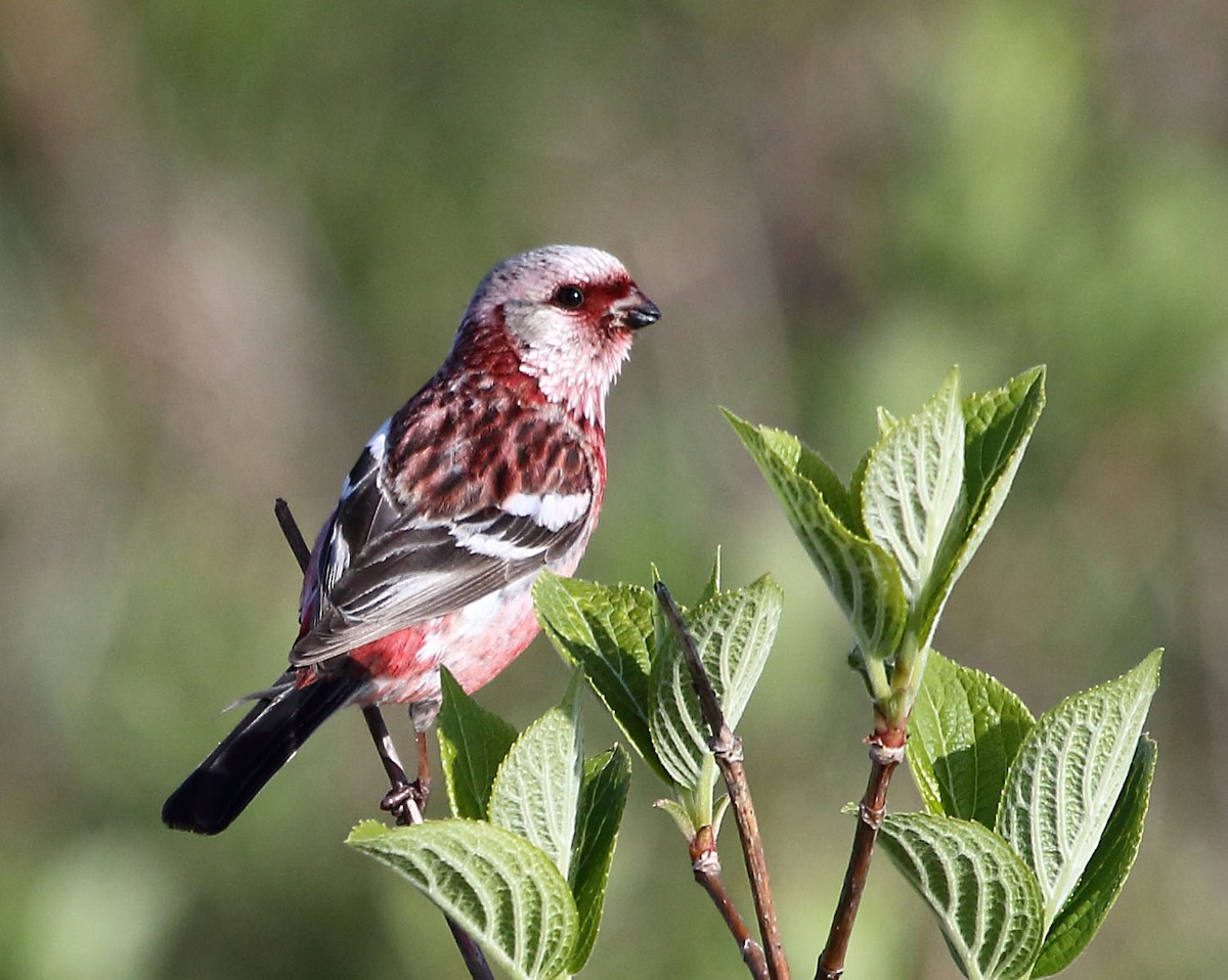 Long-tailed Rosefinch - Carpodacus sibiricus - Media Search - Macaulay Library and eBird