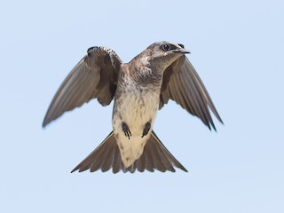 Purple Martin - Progne subis - Birds of the World