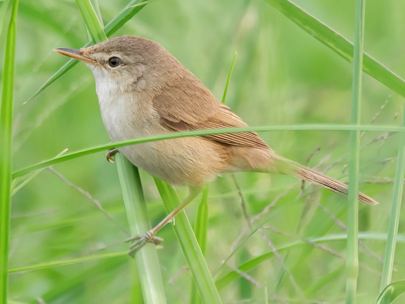 Blunt-winged Warbler - eBird