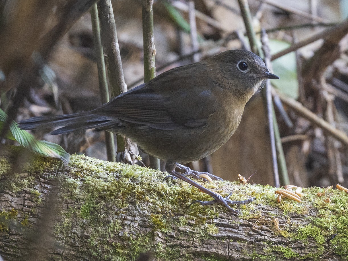 Blue-fronted Robin - eBird