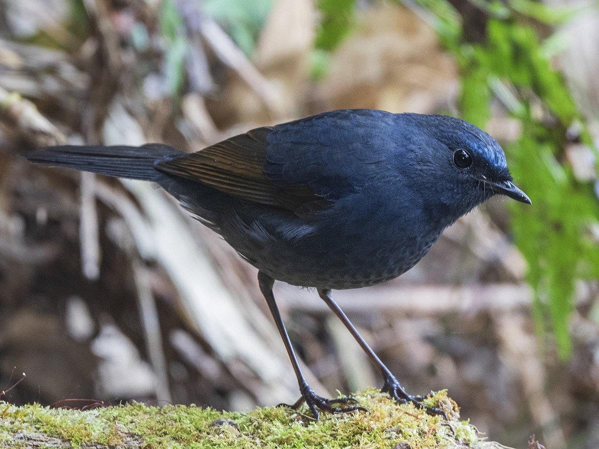 Blue-fronted Robin - Cinclidium frontale - Birds of the World