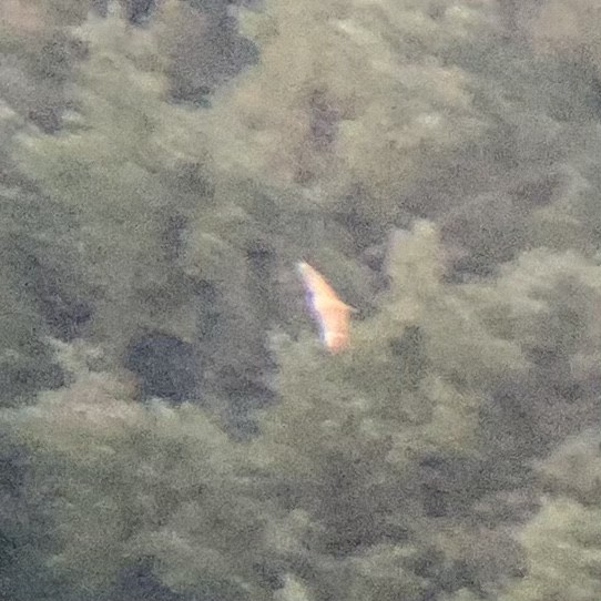 eBird Checklist - 6 Apr 2021 - Goose Point - 23 species (+7 other taxa)