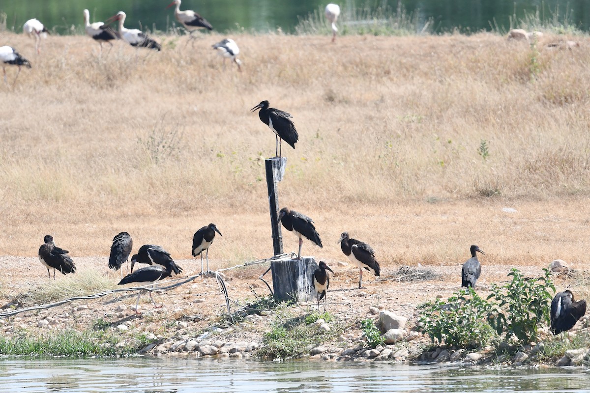 eBird Checklist - 26 Oct 2017 - Raysut Settling Pools - 35 species